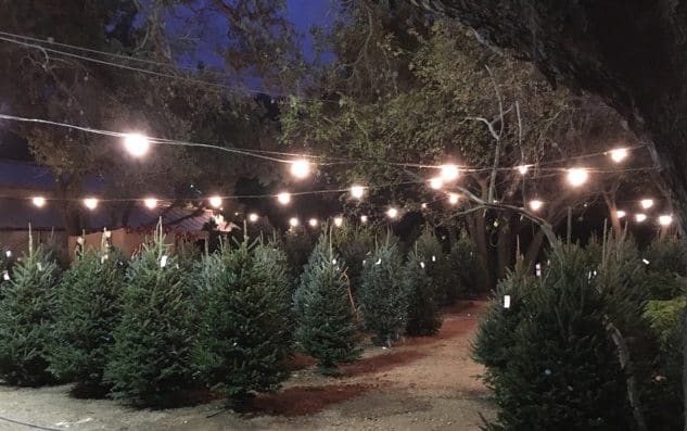 FRESH CUT CHRISTMAS TREES | Milberger Nursery