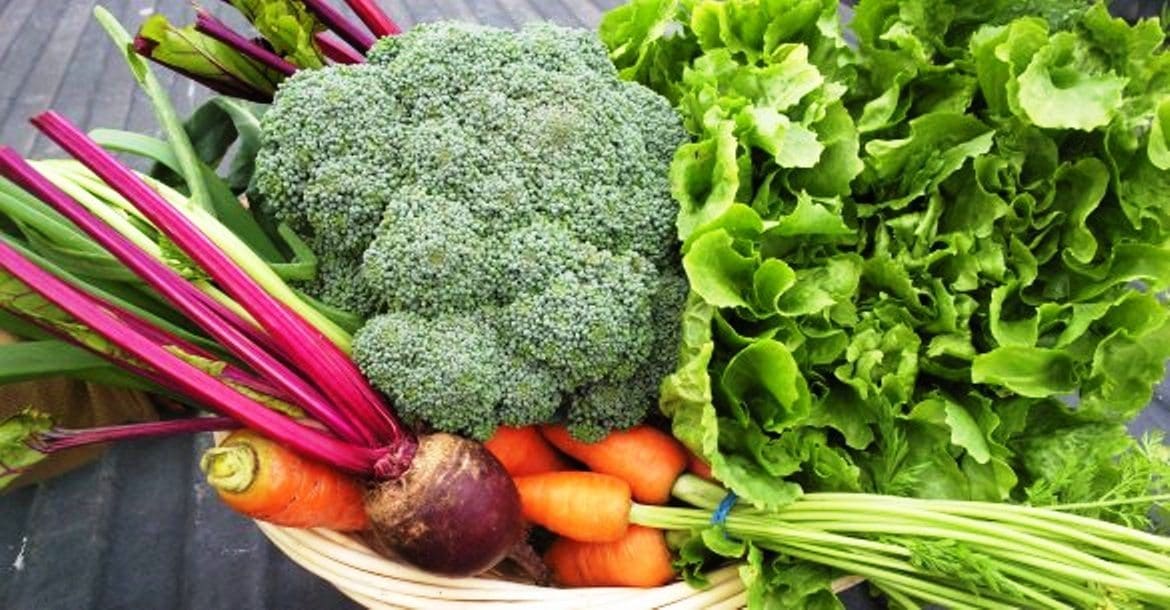 Vegetables That You Can Still Plant | Milberger Nursery