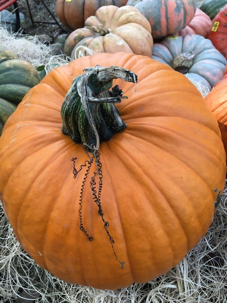 October Gardening Calendar | Milberger Nursery