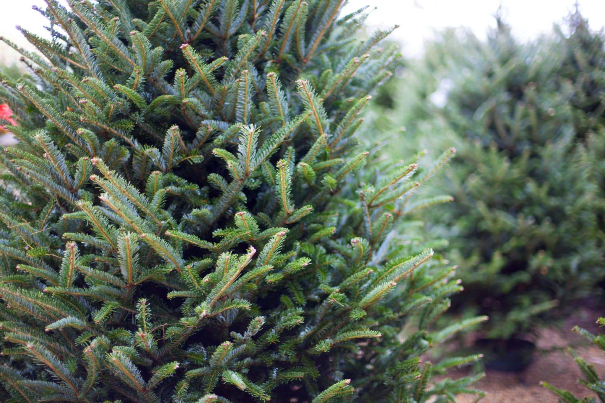 Origin of the Christmas Tree | Milberger Nursery