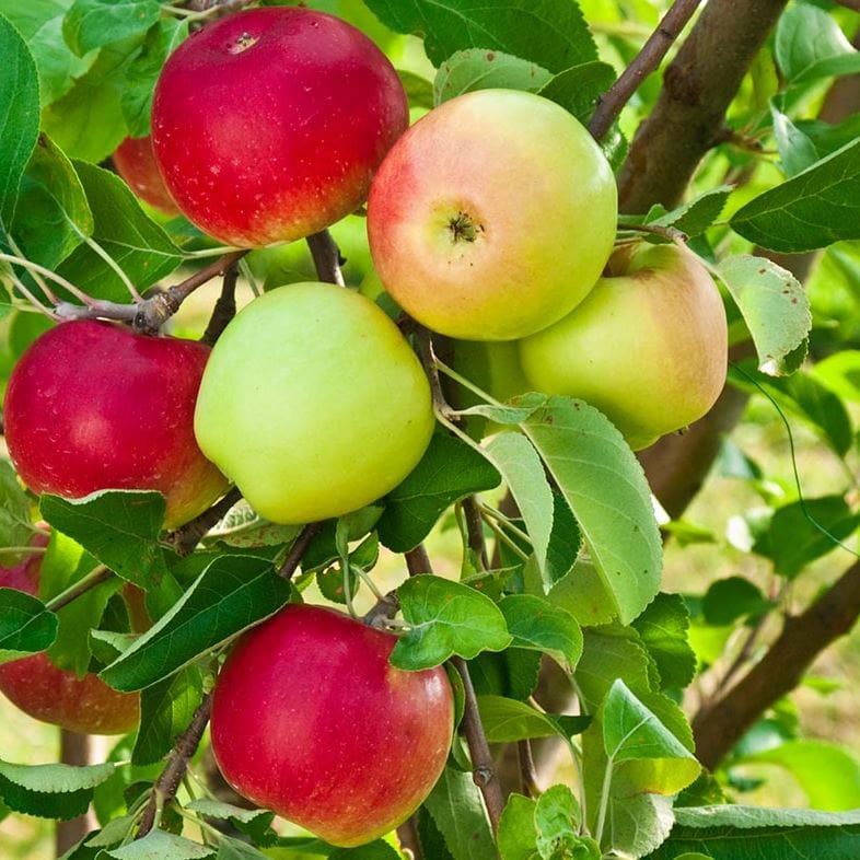 Focus on Fruit Trees | Milberger Nursery