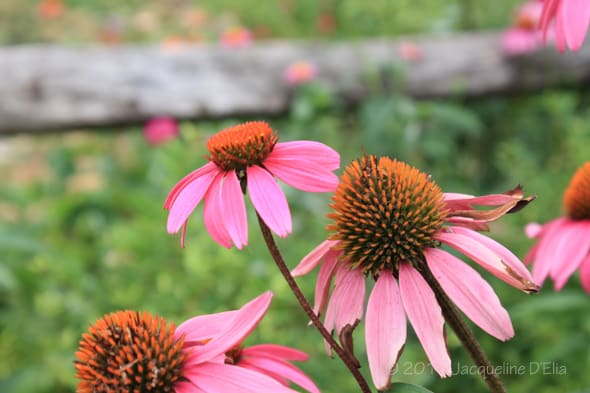 It Pays To Replace Your Lawn with Native Plants | Milberger Nursery