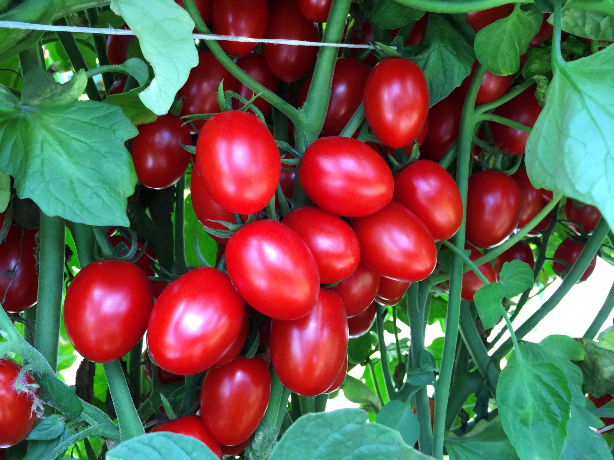 Ruby Crush | Milberger Nursery