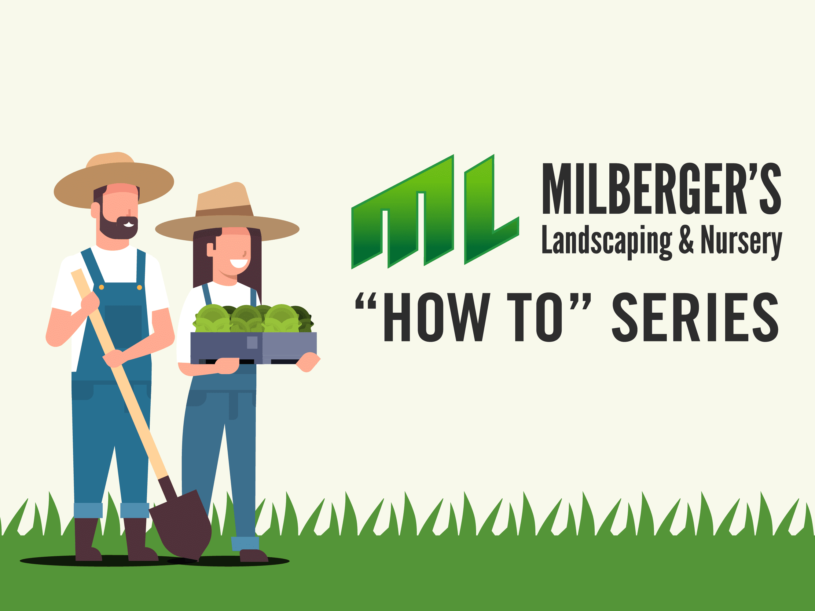 HOW TO Take Oranges Off Your Tree | Milberger Nursery