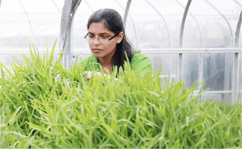 Milberger's Landscaping & Nursery's Turf Grass and Sod