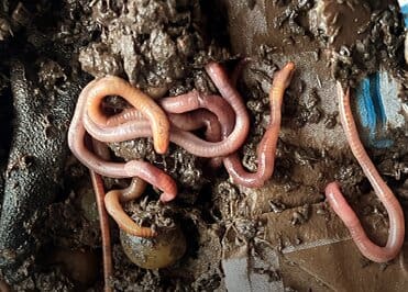 You’ve got worms — turning your trash to treasure! | Milberger Nursery